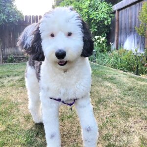 Meet The Real-Life Snoopy: Bayley, The Playful Mini Sheepadoodle